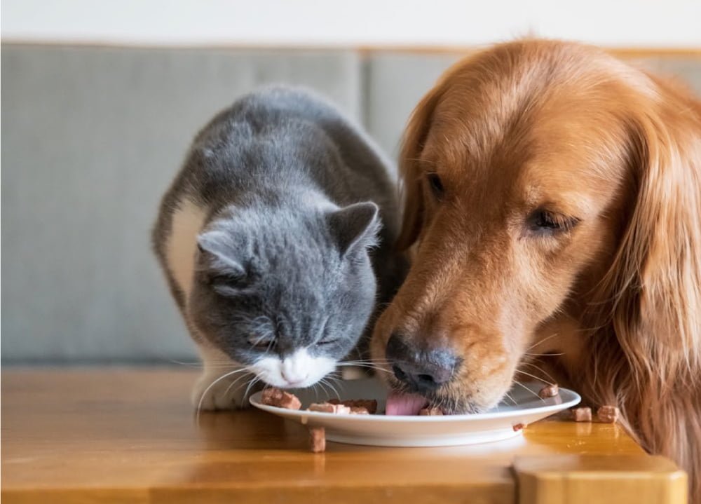 Coccidiose em Cães e Gatos - Vetery Farmácia Veterinária