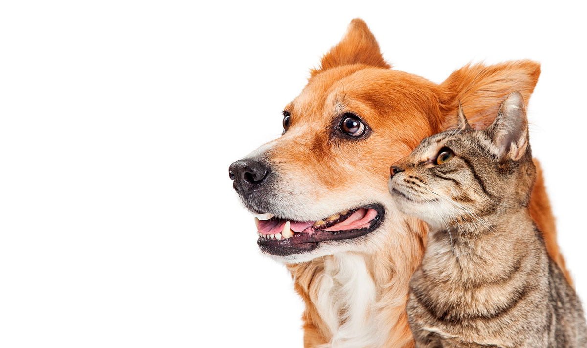 Vetery Farmácia Veterinária