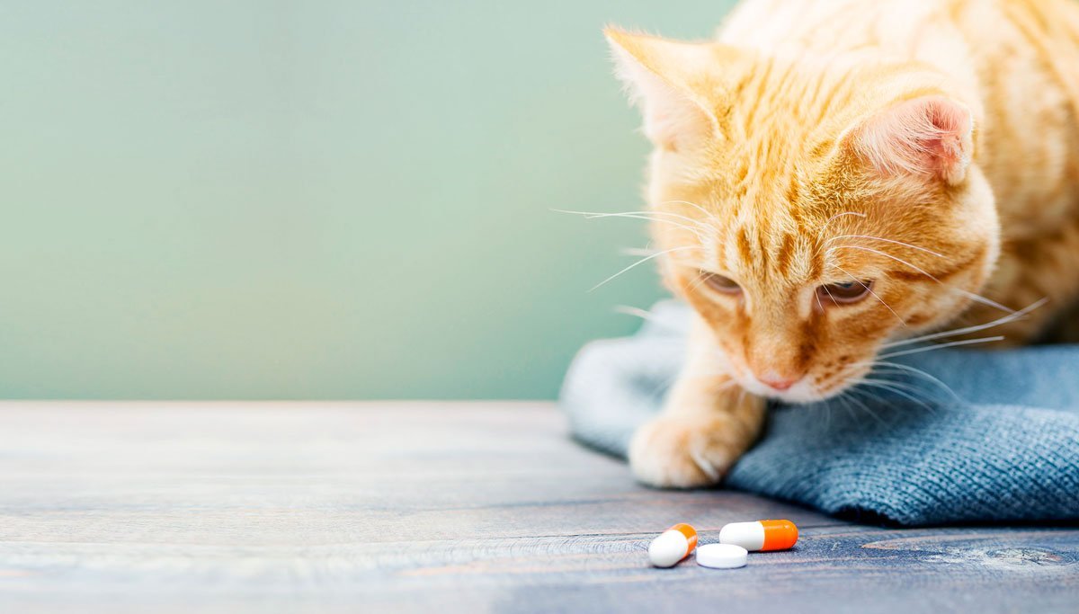 Serviços de Farmácia de Manipulação Veterinária - Vetery