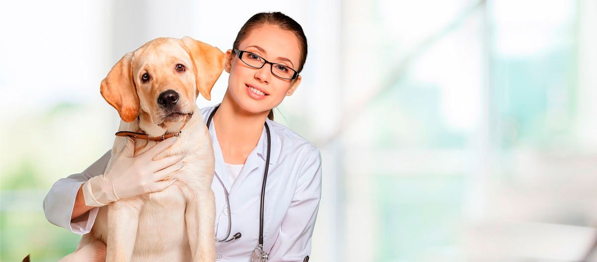 Farmácia Veterinária - Vetery Farmácia Veterinária