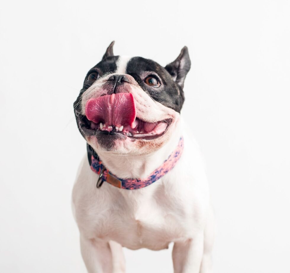 Disfunção Cognitiva Canina - Vetery Farmácia Veterinária