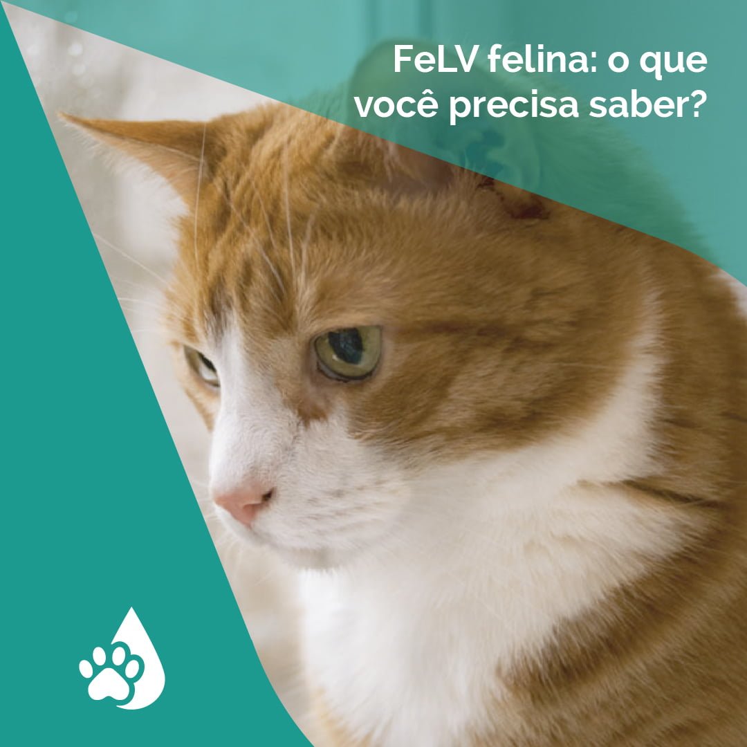 FeLV felina: o que você precisa saber? - Vetery Farmácia Veterinária