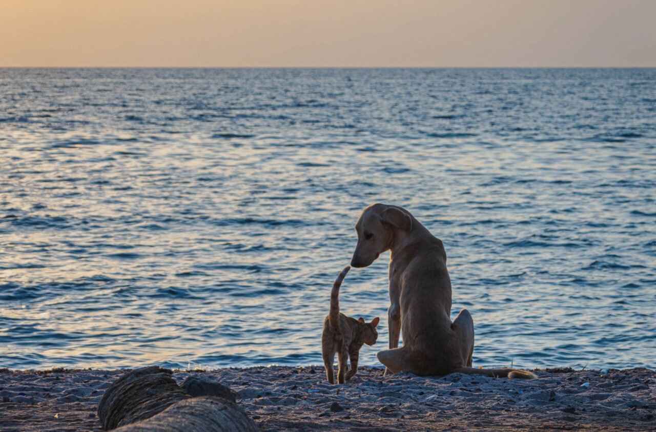 A importância dos vermífugos para os pets - Vetery Farmácia Veterinária