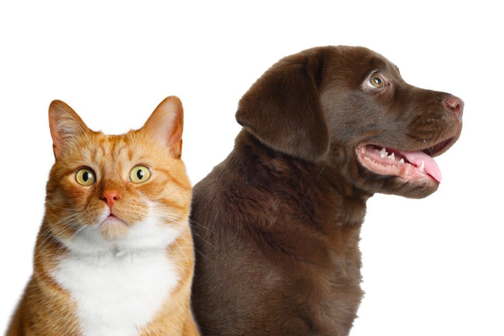 Vetery Farmácia Veterinária, Excelência em Cuidados para Seu Pet ...