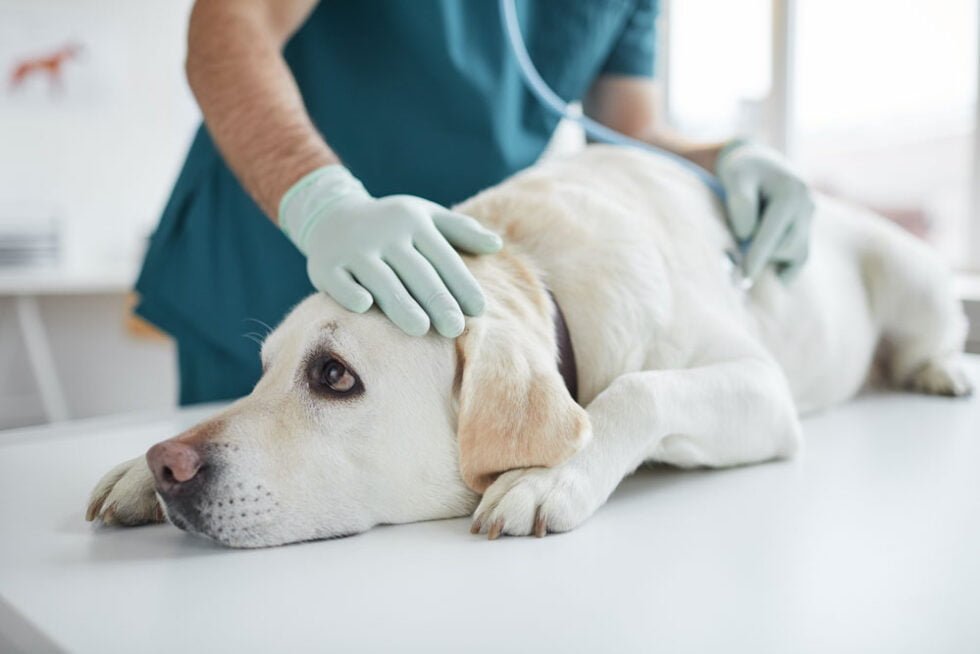 Cuidados pré e pós-operatórios com os cães - Vetery Farmácia Veterinária