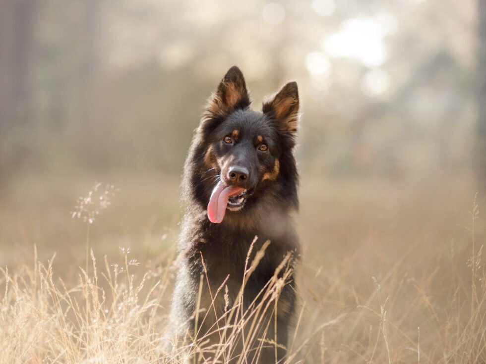 Insuficiência Pancreática Exócrina em Cães - Vetery Farmácia Veterinária