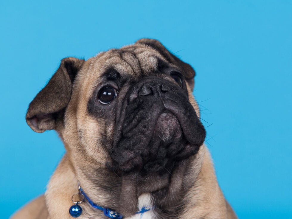 Tratamento do Hiperadronocorticismo em Cães - Vetery Farmácia Veterinária